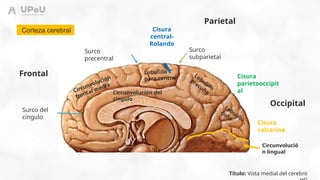 Sistema nervioso central neuroanatomia u | PPTX