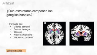 Sistema nervioso central neuroanatomia u | PPTX