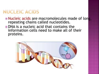 U3.1 macromolecules ppt | PPTX