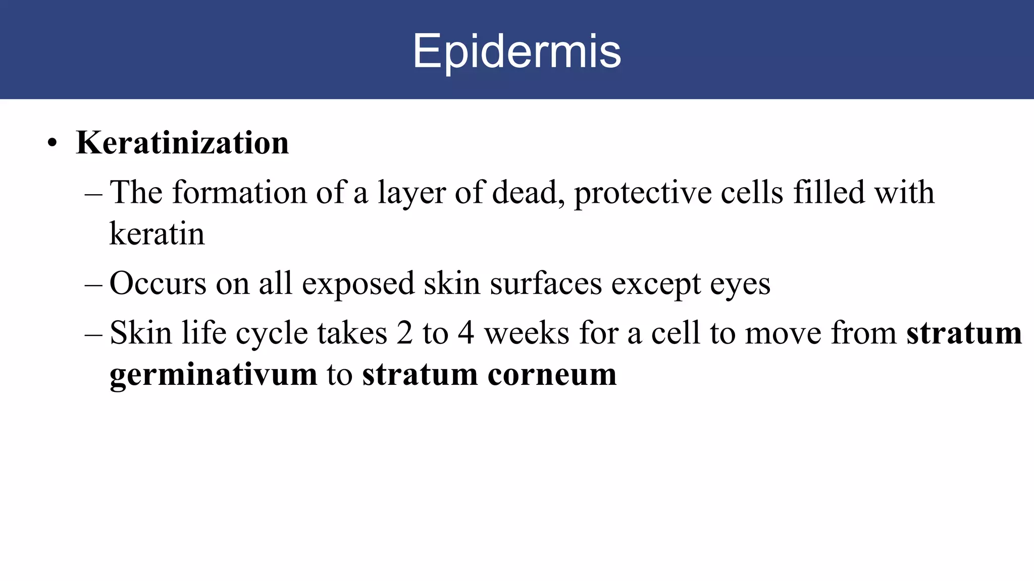 U3.2 Integumentary System | PPTX