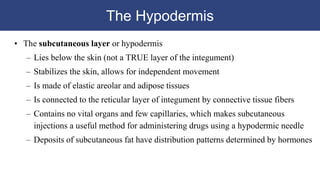 U3.2 Integumentary System | PPTX