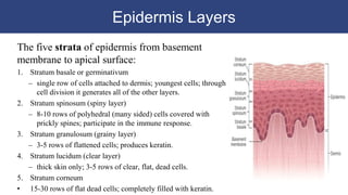 U3.2 Integumentary System | PPTX