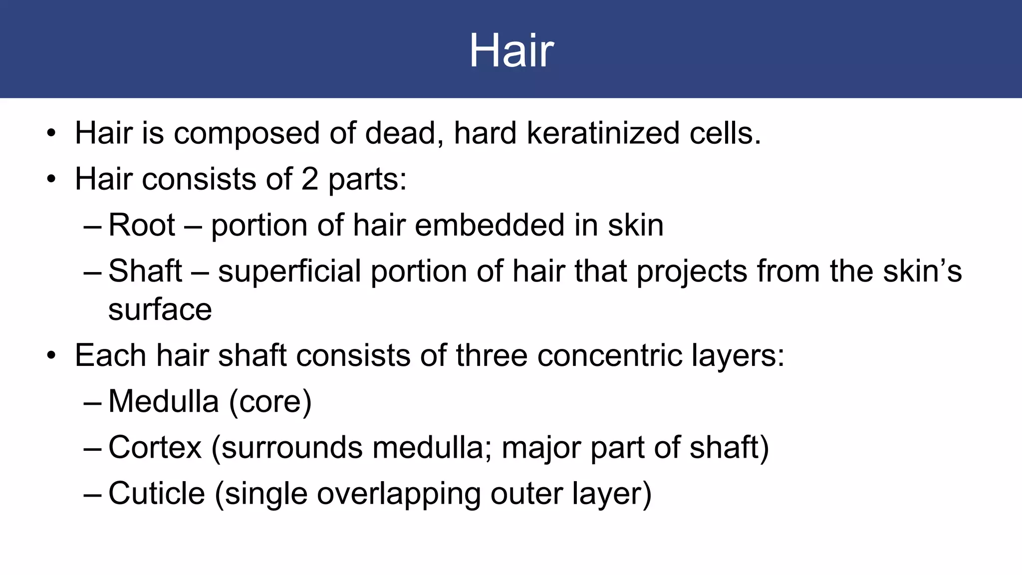U3.3 Integumentary System | PPTX | Hair Care | Beauty