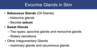 U3.3 Integumentary System | PPTX | Hair Care | Beauty