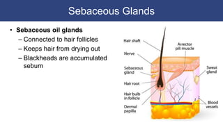 U3.3 Integumentary System | PPTX | Hair Care | Beauty