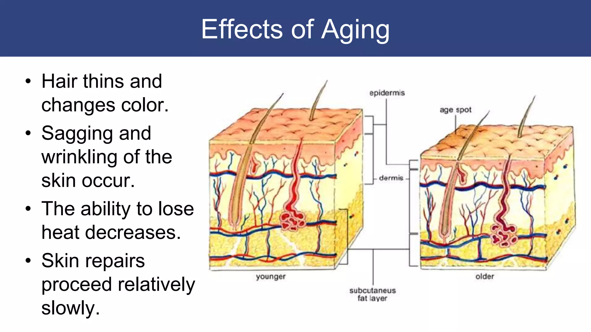 U3.6 integumentary system | PPTX