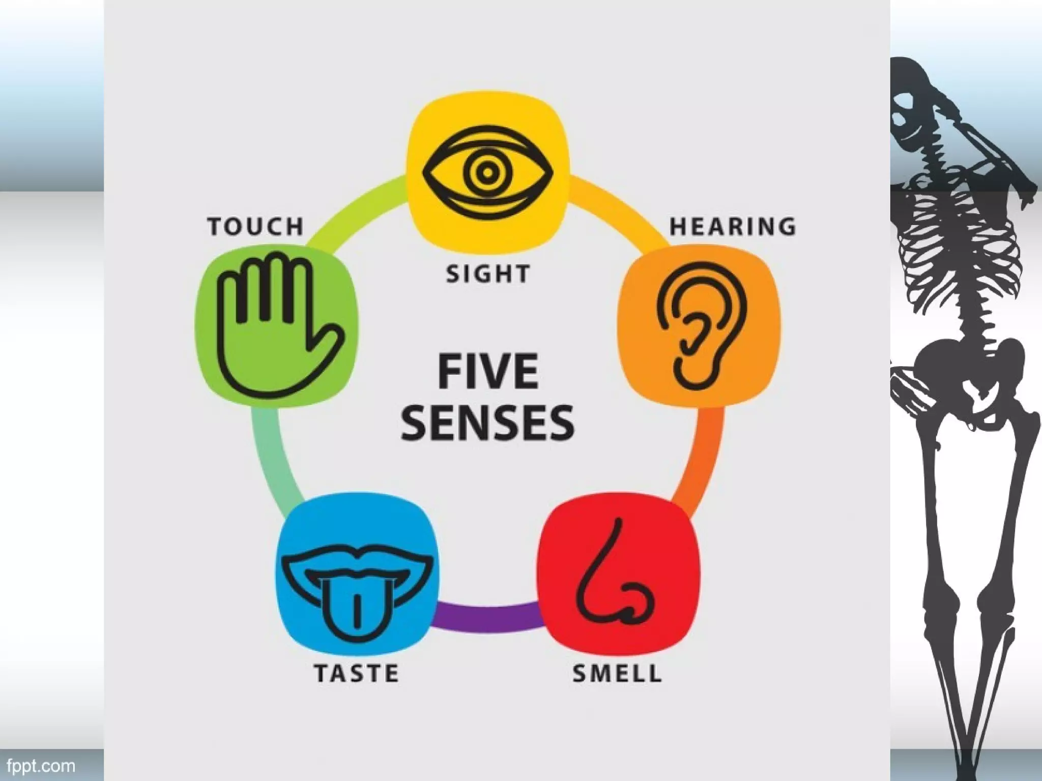 Discovering the human body unit | PPT | Lung and Respiratory Health ...