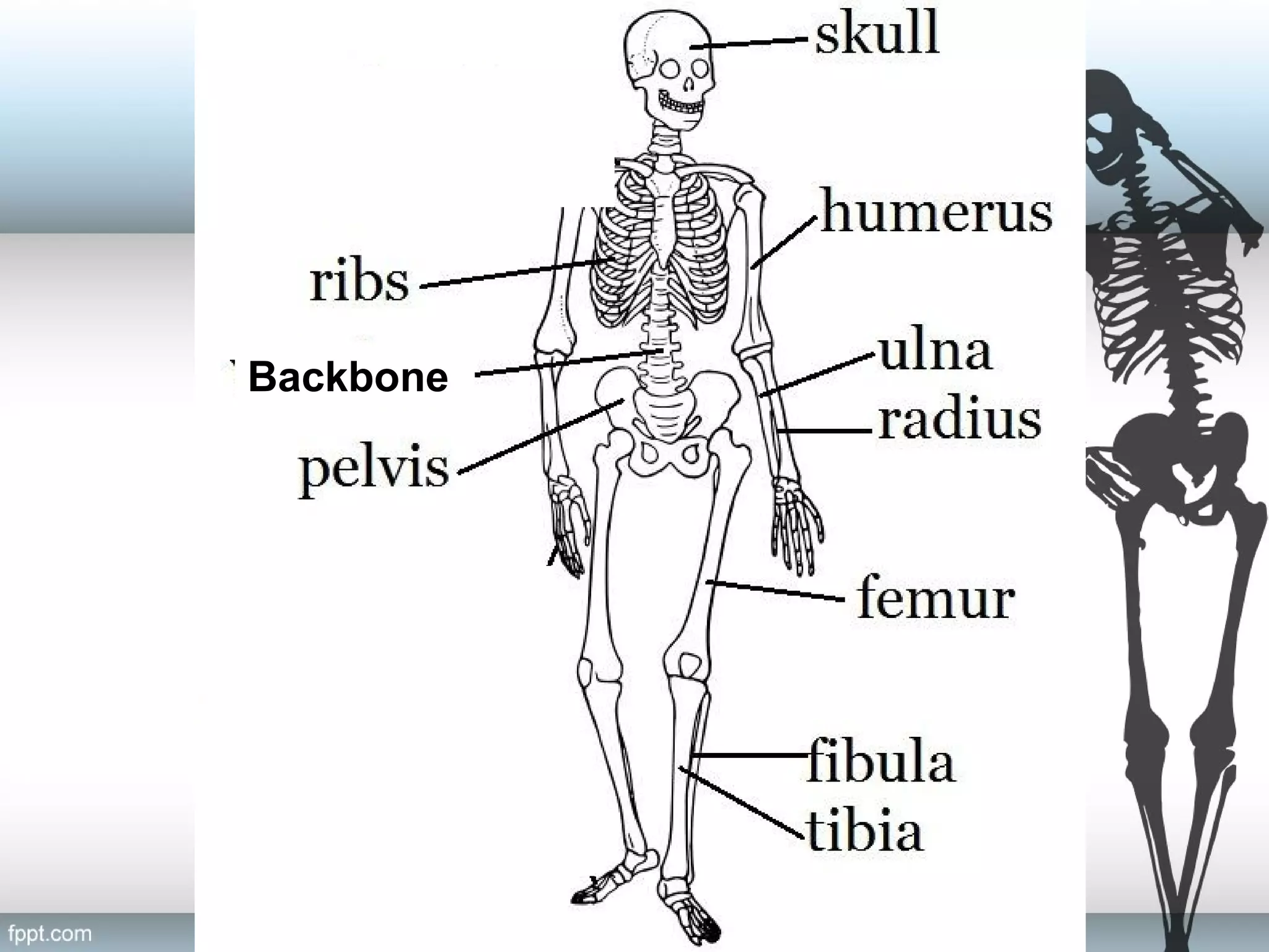 Discovering the human body unit | PPT