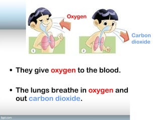 Discovering the human body unit | PPT