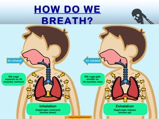 Discovering the human body unit | PPT