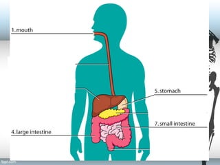 Discovering the human body unit | PPT