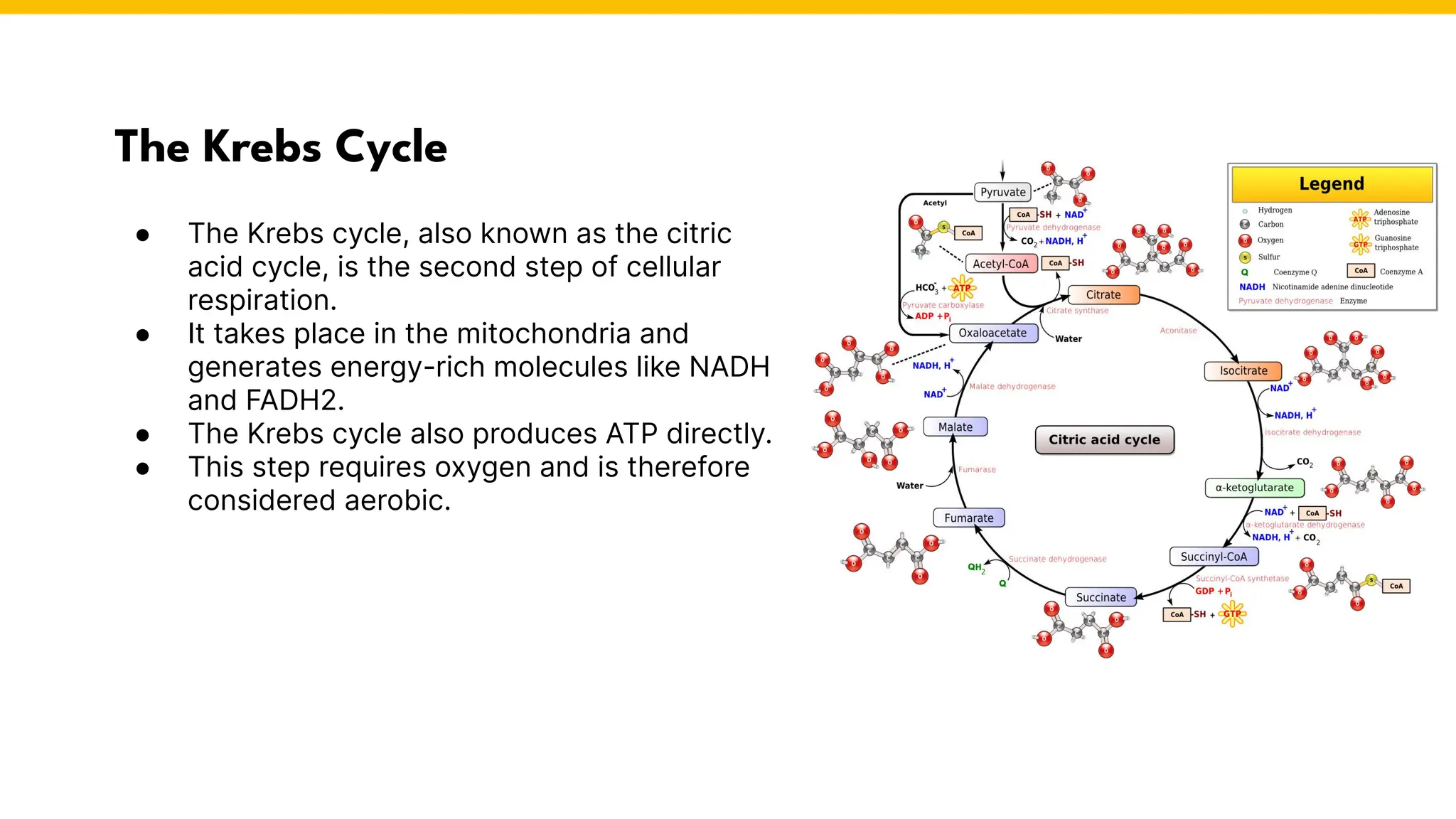 Cellular Respiration High School Biology Level | PDF