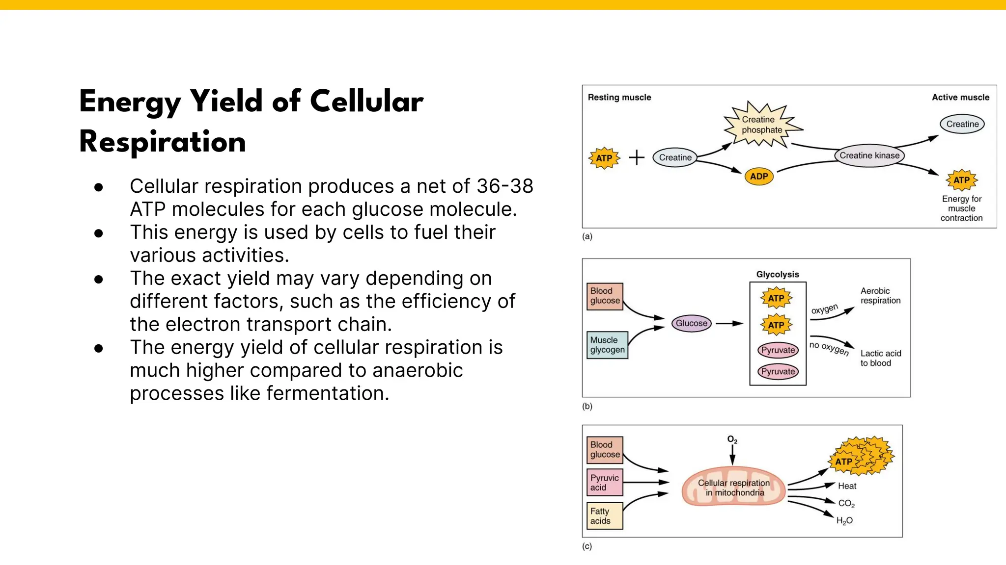 Cellular Respiration High School Biology Level | PDF