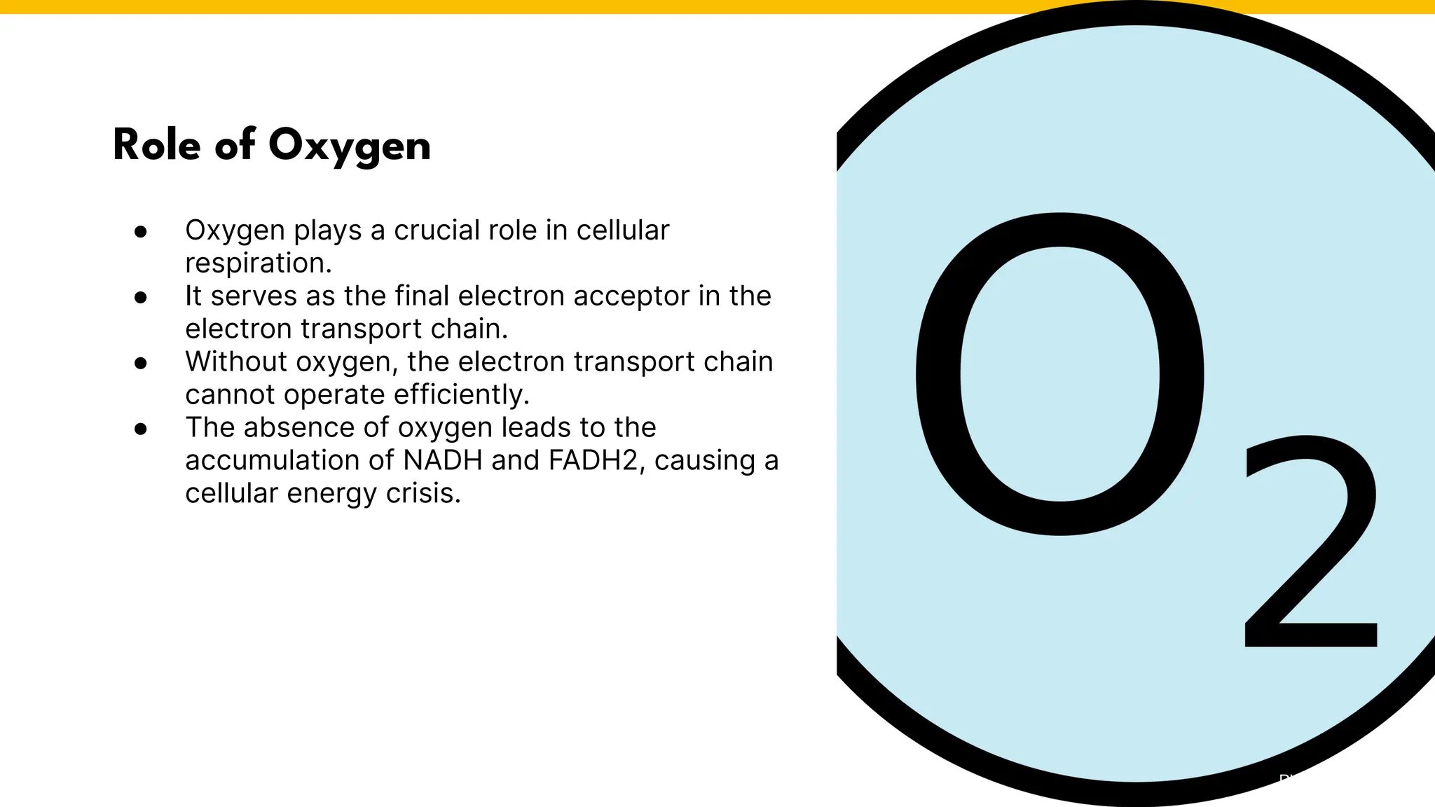 Cellular Respiration High School Biology Level | PDF