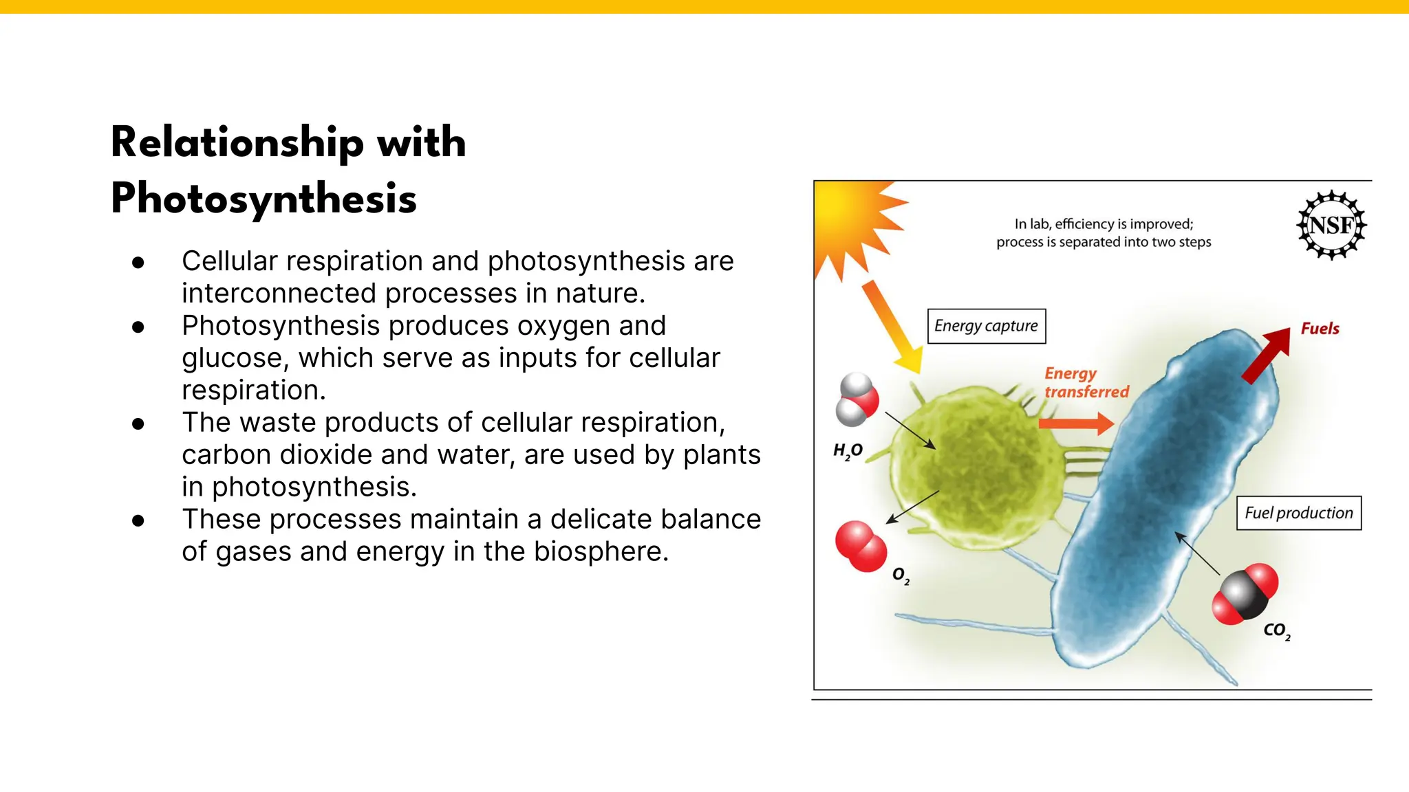 Cellular Respiration High School Biology Level | PDF