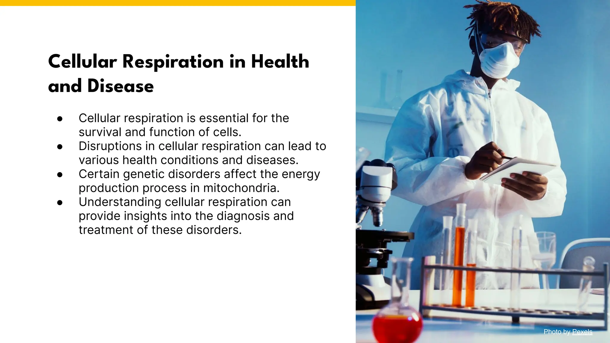 Cellular Respiration High School Biology Level | PDF