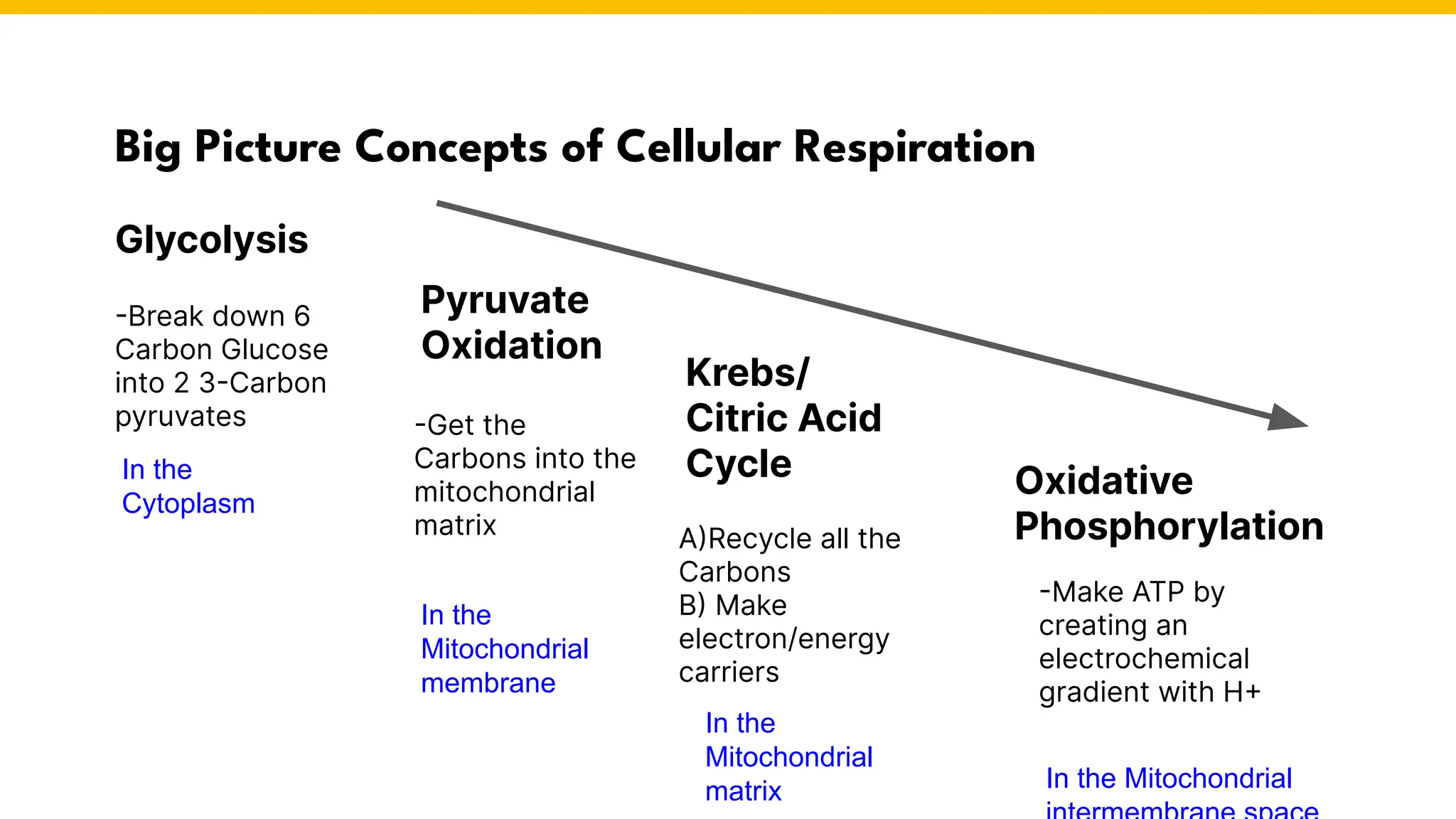 Cellular Respiration High School Biology Level | PDF