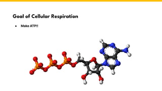 Cellular Respiration High School Biology Level | PDF