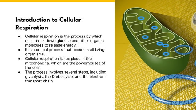 Cellular Respiration High School Biology Level | PDF | Biological ...