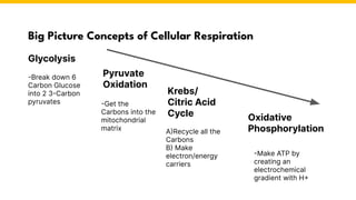 Cellular Respiration High School Biology Level | PDF
