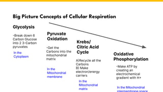 Cellular Respiration High School Biology Level | PDF