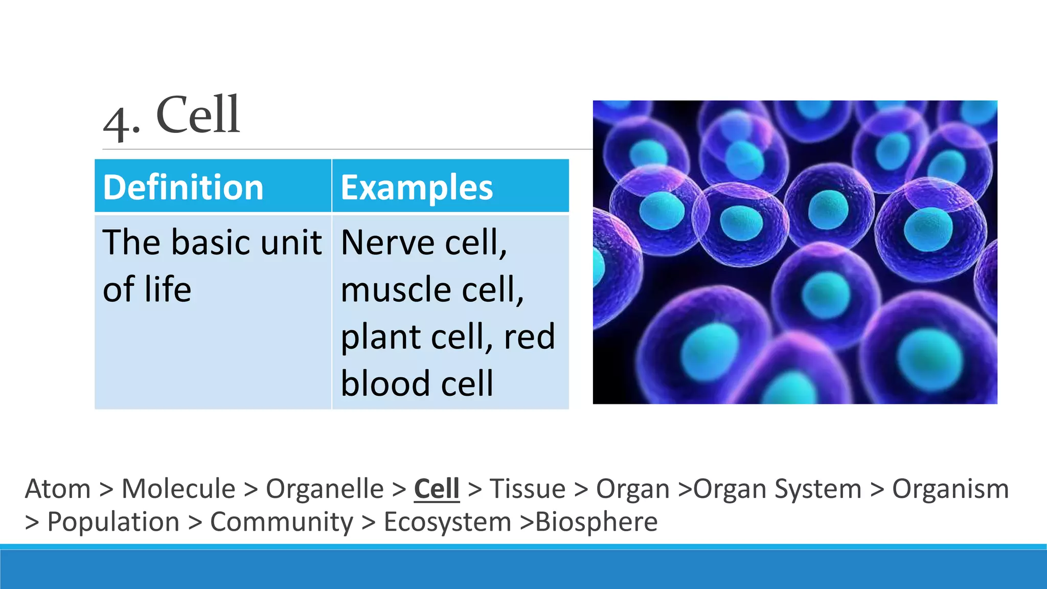 Unit 3, Lesson 3.2 - Levels of Biological Organization | PPTX