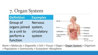 Unit 3, Lesson 3.2 - Levels of Biological Organization | PPTX