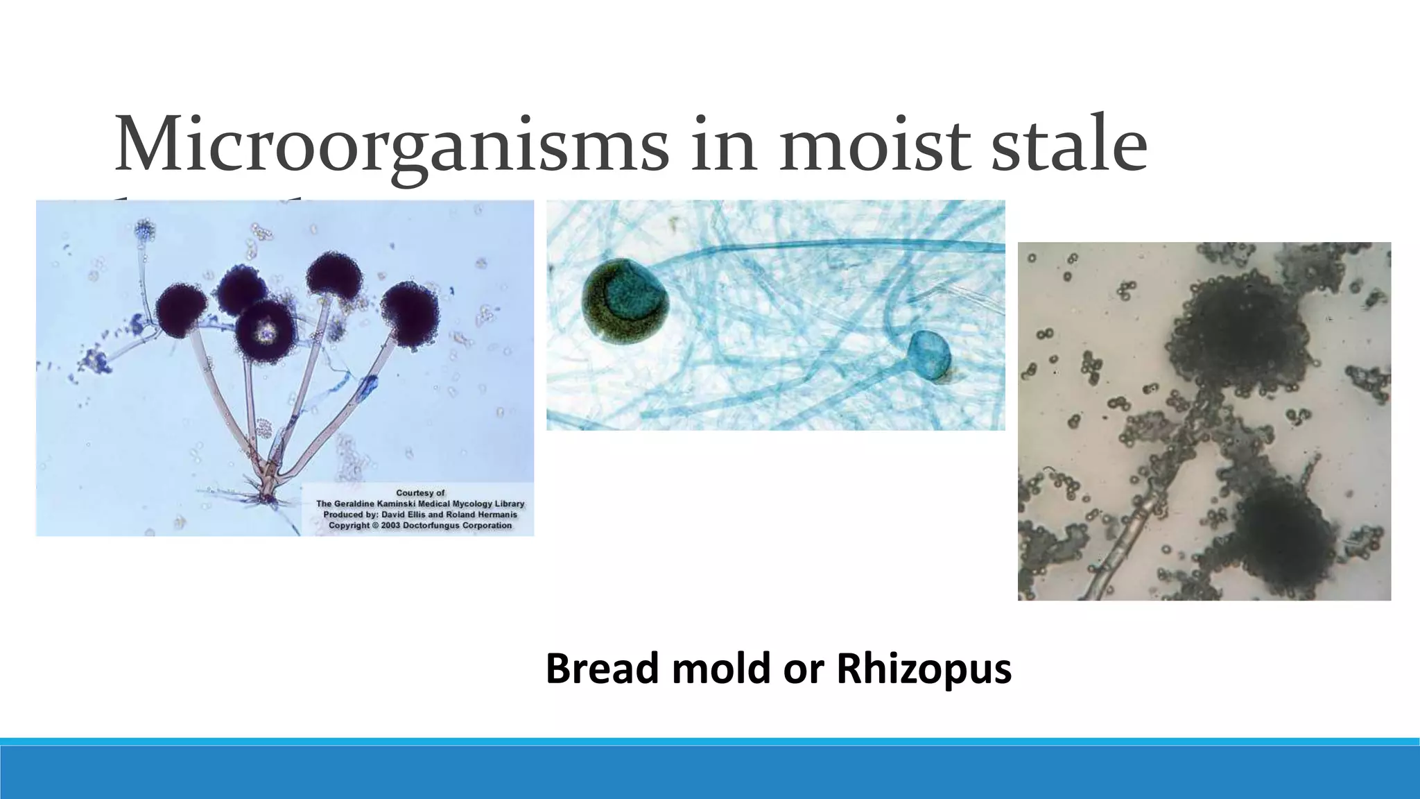 Unit 3, Lesson 3.6 - Microorganisms | PPTX