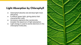 Unit 3 Lesson 3- The Marvel of Photosynthesis. | PDF