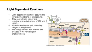 Unit 3 Lesson 3- The Marvel of Photosynthesis. | PDF