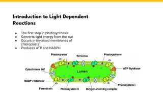 Unit 3 Lesson 3- The Marvel of Photosynthesis. | PDF