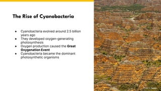 Unit 3 Lesson 3- The Marvel of Photosynthesis. | PDF