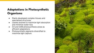 Unit 3 Lesson 3- The Marvel of Photosynthesis. | PDF