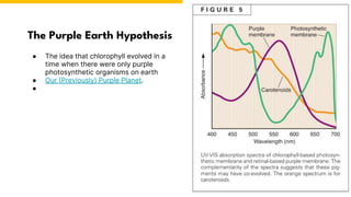 High School Biology Lesson - Photosynthesis.pdf