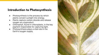 High School Biology Lesson - Photosynthesis.pdf
