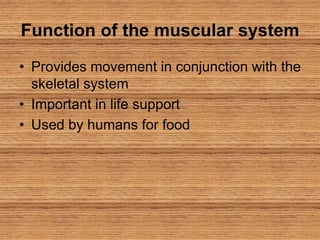 Muscular System.ppt