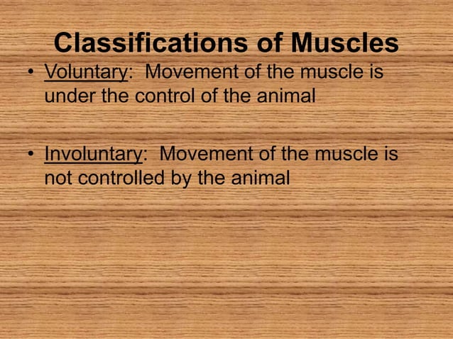 Muscular System.ppt