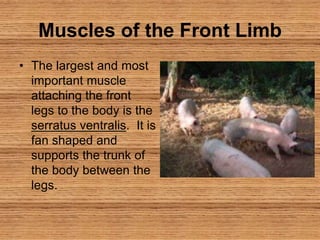 Muscular System.ppt