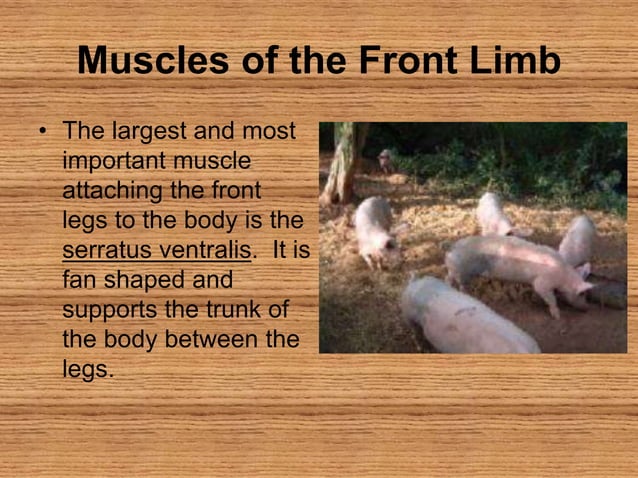 Muscular System.ppt