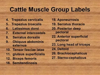 Muscular System.ppt