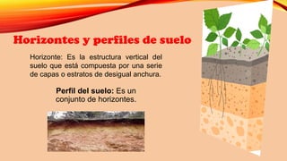 Horizontes y perfiles del suelo | PDF