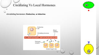 U4-endocrine system.pdf