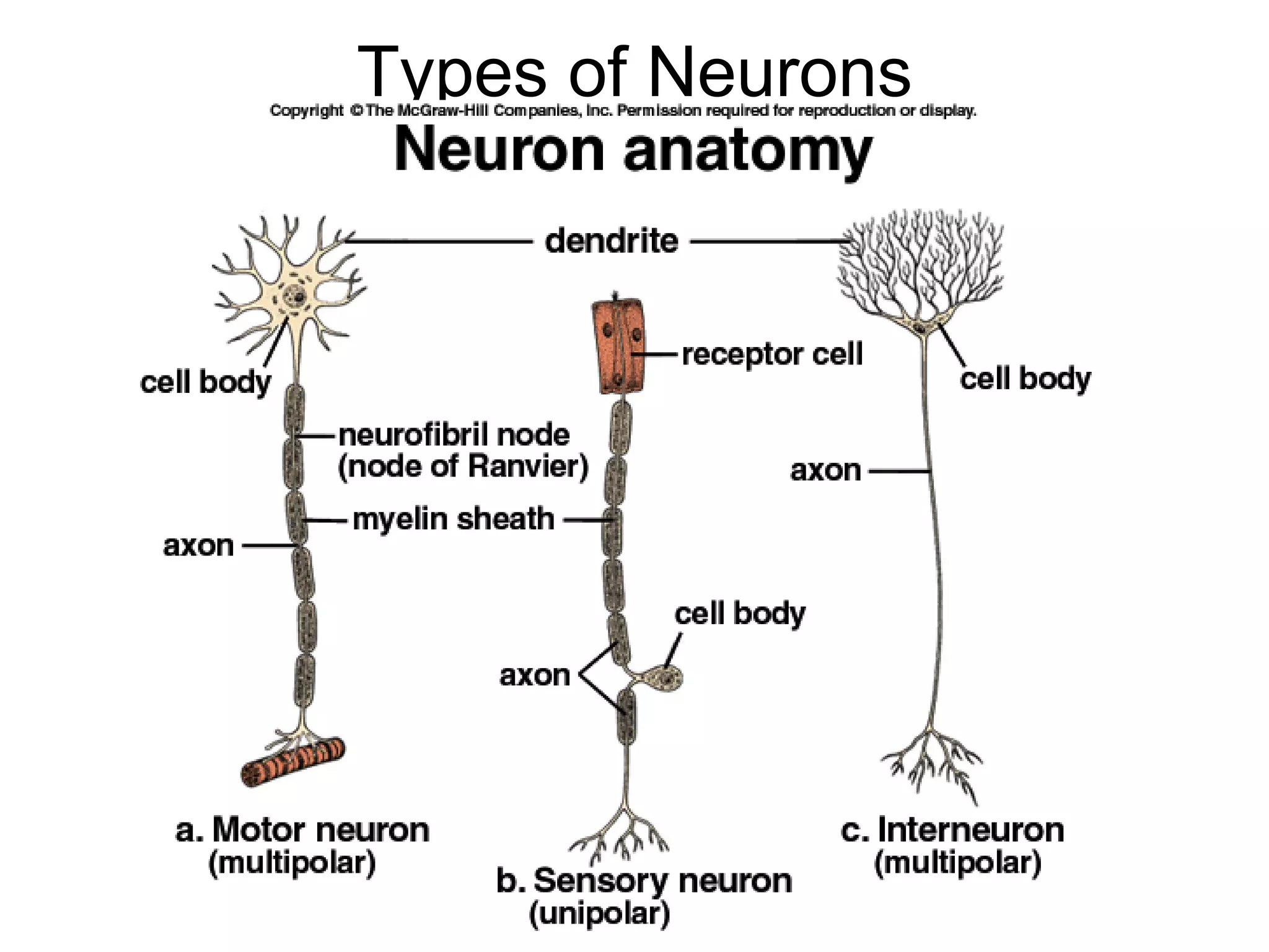 neuron & nervous system -fernando- biodeluna | PPS
