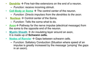 neuron & nervous system -fernando- biodeluna | PPT