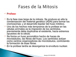 Mitosis y Meiosis | PPT