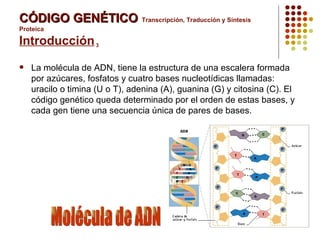 Codigo Genetico | PPT