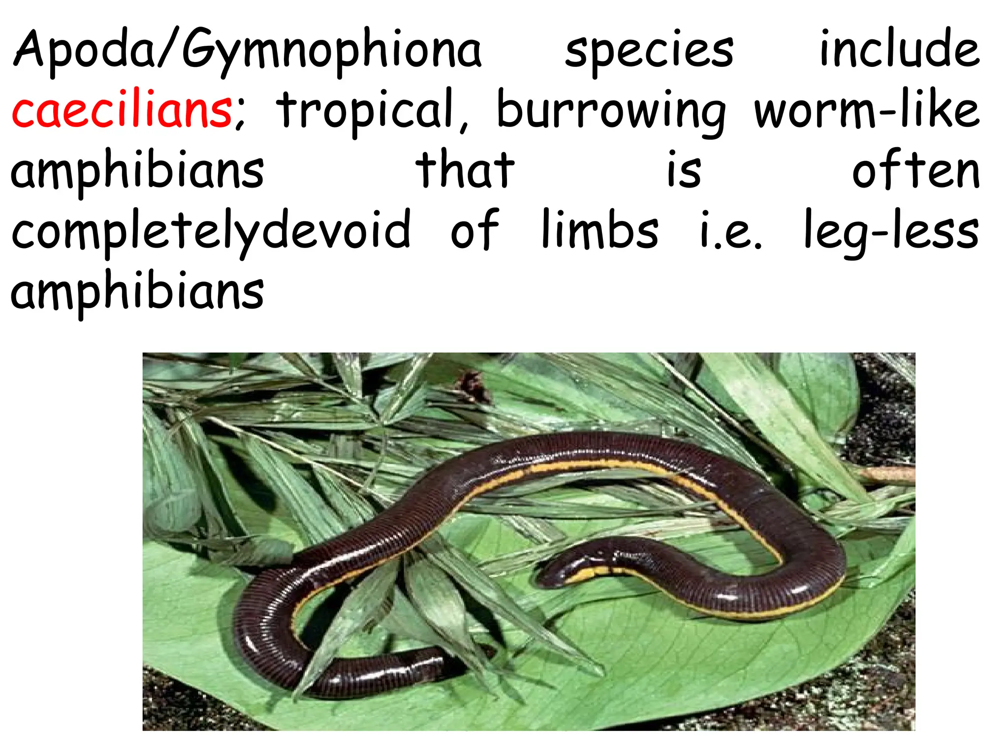 Class Amphibians in Zoology Year One.pptx