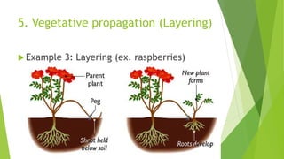 Unit 4, Lesson 4.1 - Asexual Reproduction | PPTX