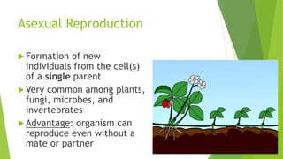 Unit 4, Lesson 4.1 - Asexual Reproduction | PPTX