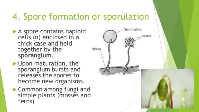 Asexual Reproduction In Plants Spore Formation